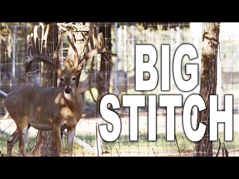 36 Point Buck