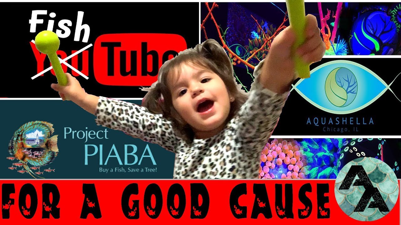 Aquashella, Fishtube, and Project Piaba - YouTube