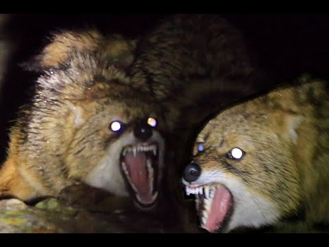 ve sonunda çakallar birbirine girdi /and finally the coyotes attacked each other