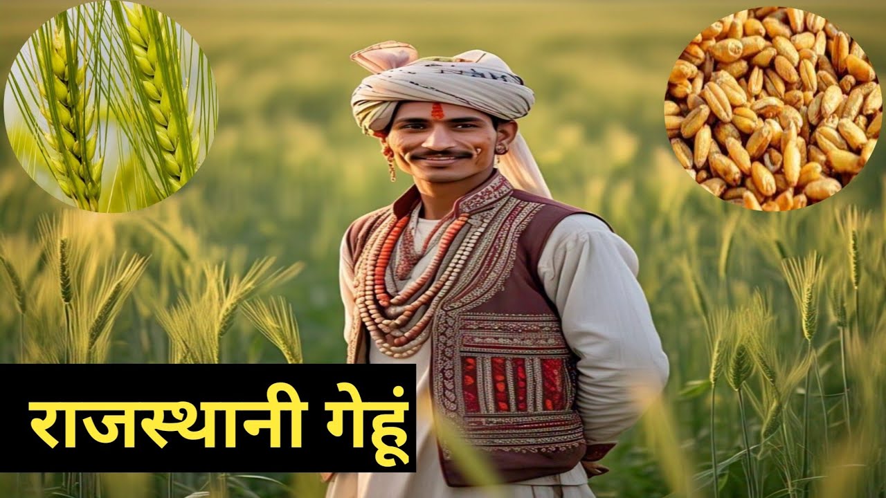गेहूं की खेती की संपूर्ण जानकारी | Wheat Farming | gehu ki kheti #गेहूं ...