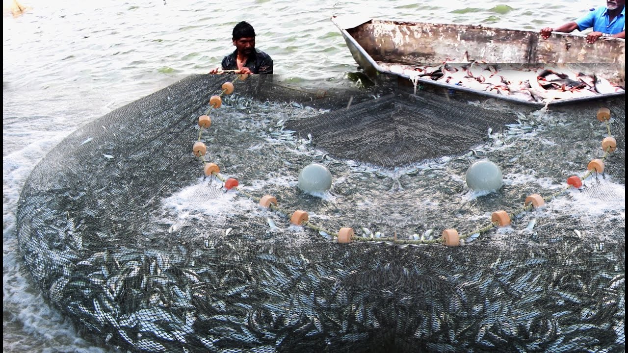 Fisherman Attack on Fishes Ever Caught On Camera - YouTube