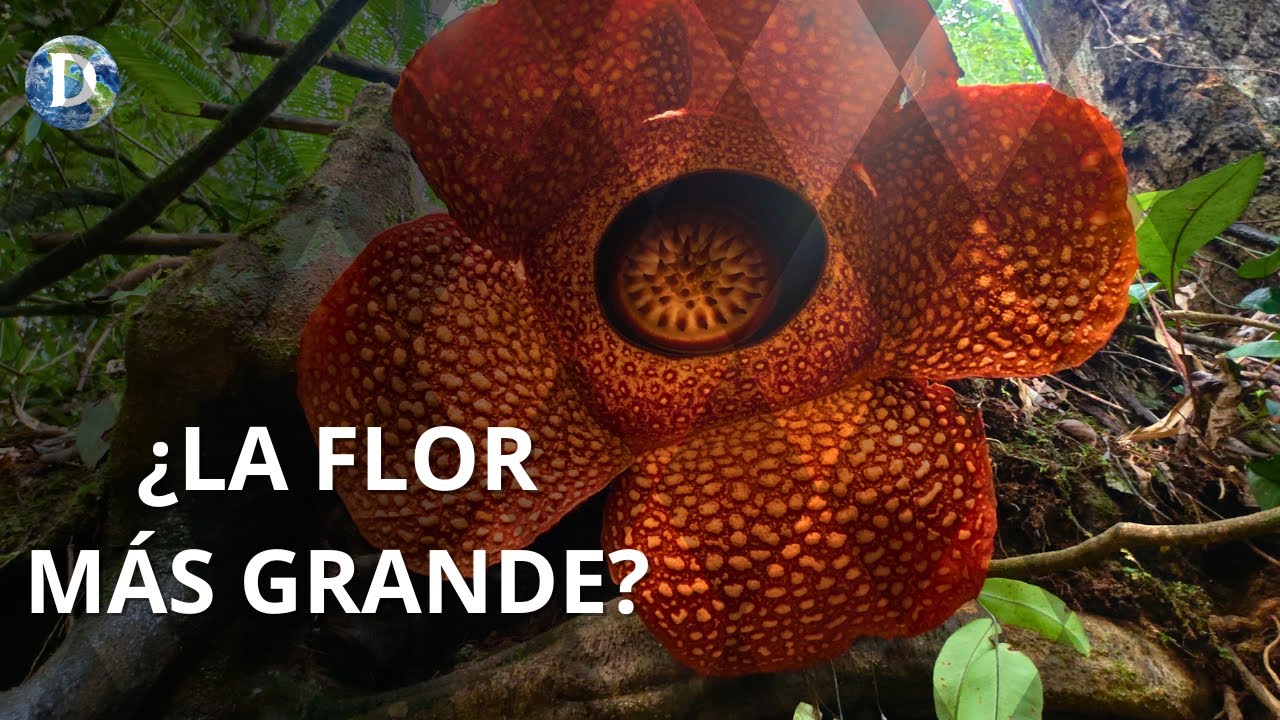 Rafflesia: La Flor Más Grande y Apestosa del Mundo - ¿Podrás Soportar ...