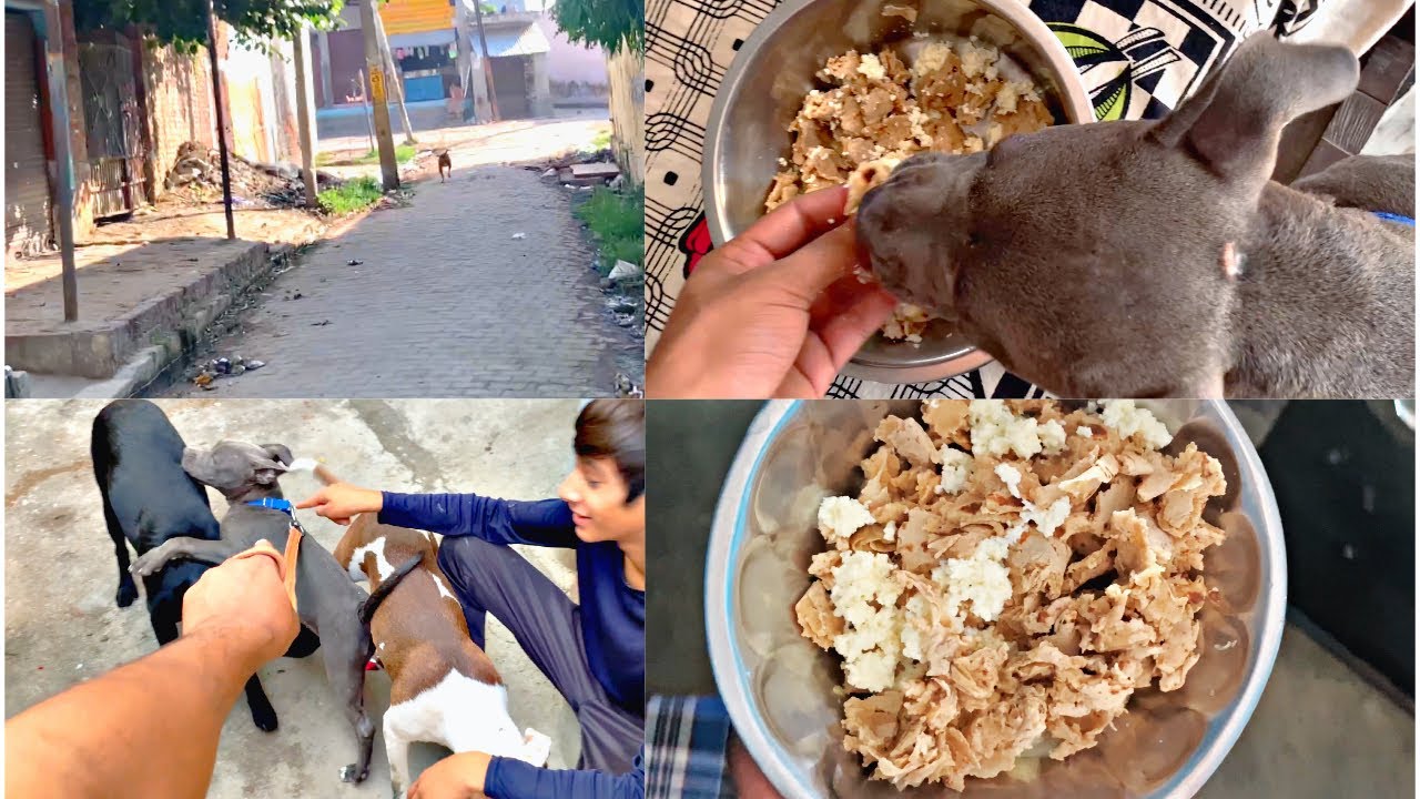 Zara Pr street dog na Attack kr diya 😫 | Gali mai Dogs hi Dogs ho gyee😍 ...