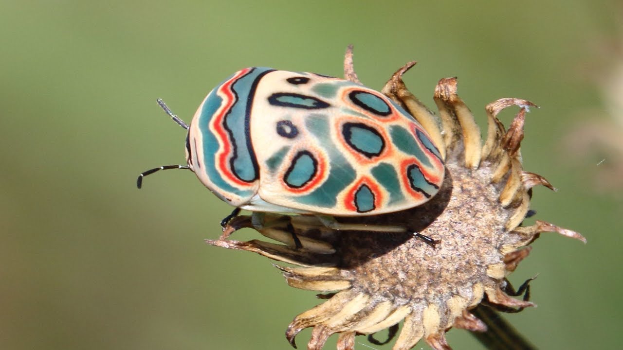 Picasso Bug - Animal of the Week - YouTube