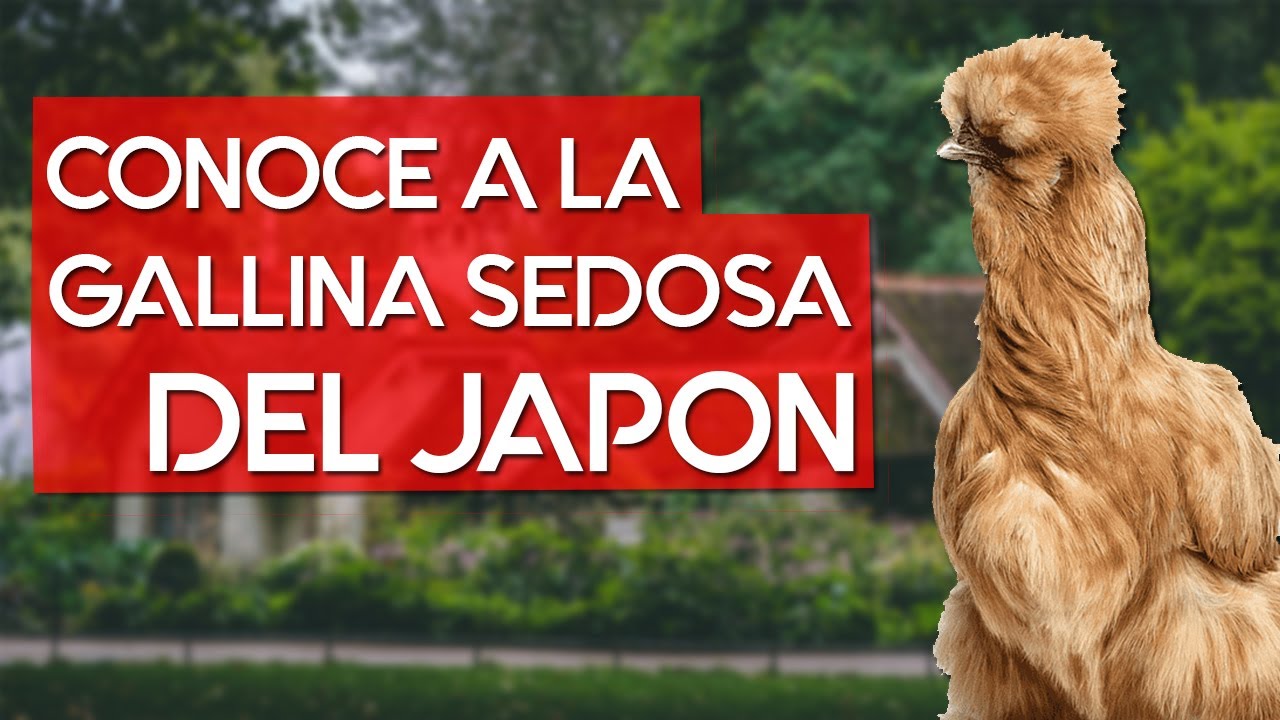 Gallina Silkie 🐔 la increíble gallina sedosa del Japón - YouTube