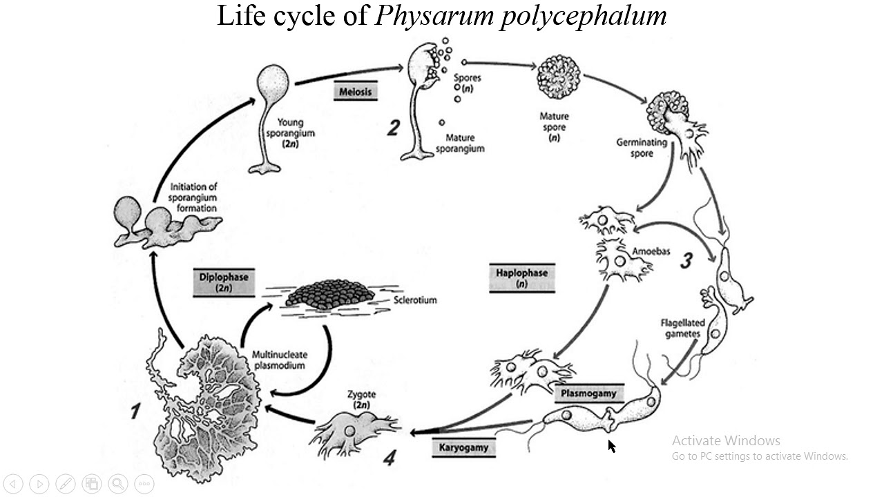 life cycle of physarum polycephalum - YouTube