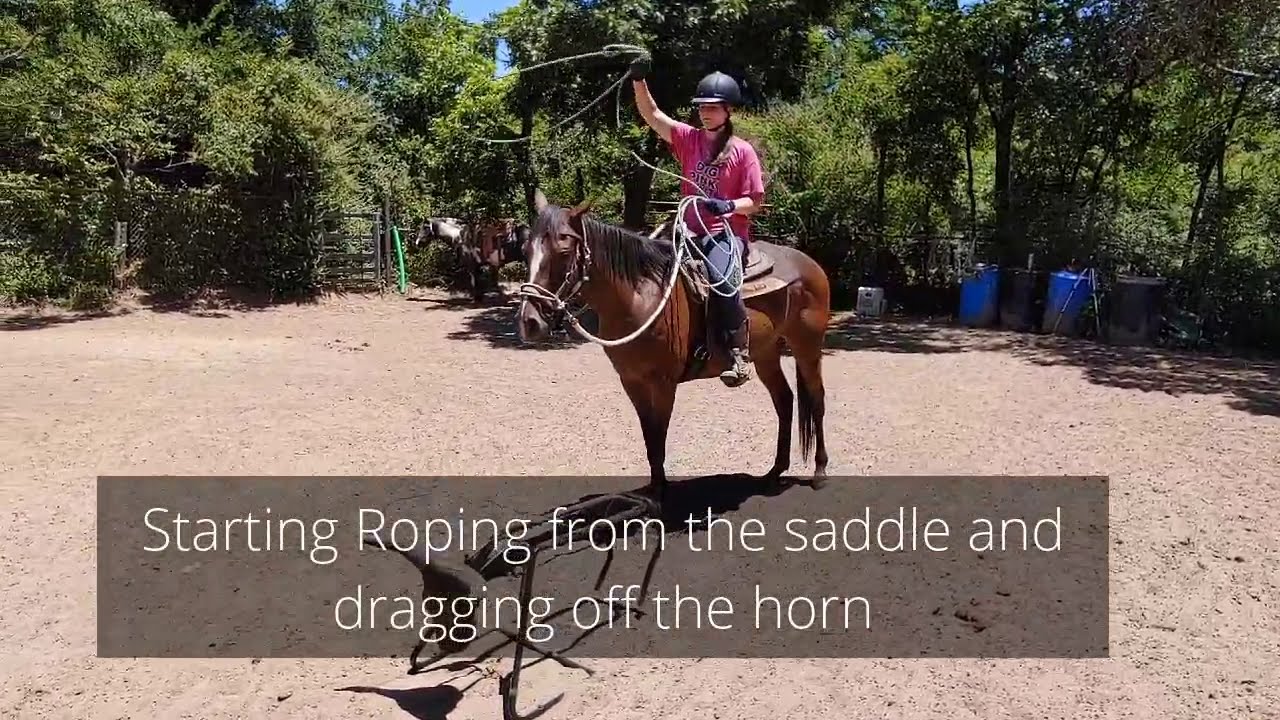 Starting a rope horse - Starting to rope and pull the roping dummy from ...