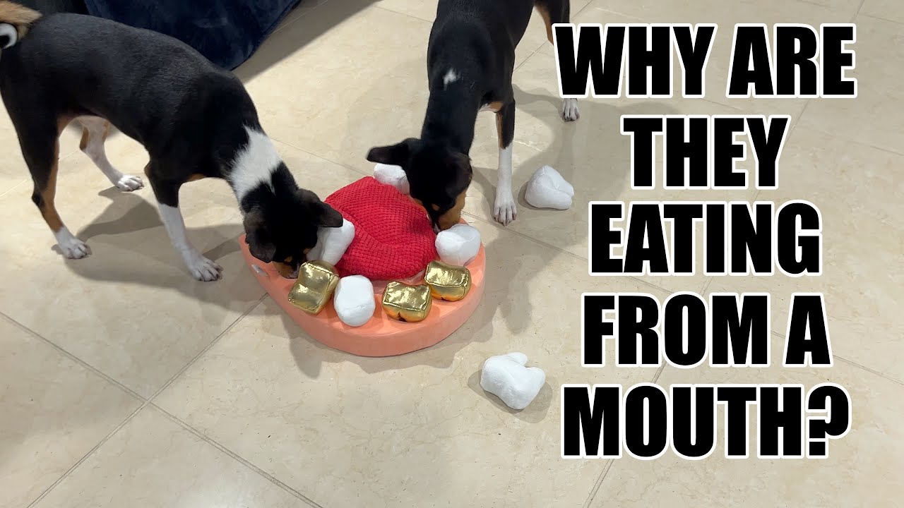 Basenjis Eat Out Of A Mouth! - YouTube