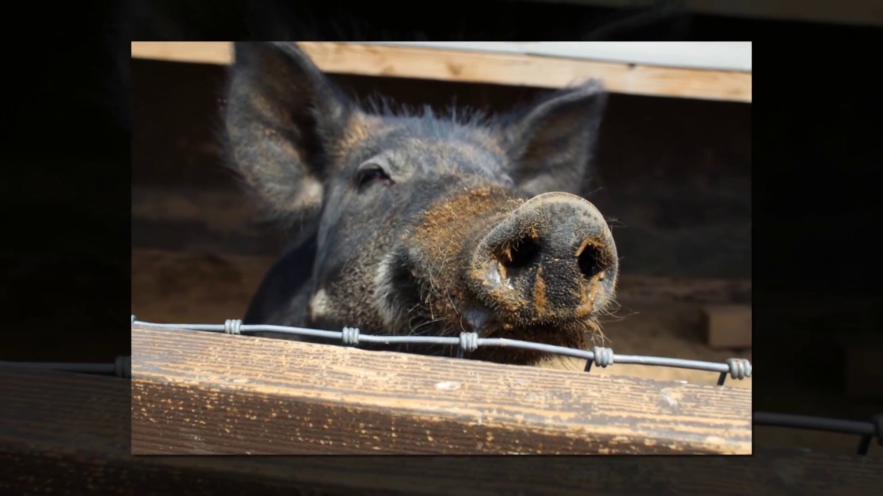 Windswept Ranch volunteer opportunity with exotic animals-Rosamond, Ca ...