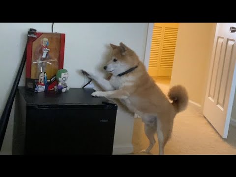 Just a Shiba being a Shiba - YouTube