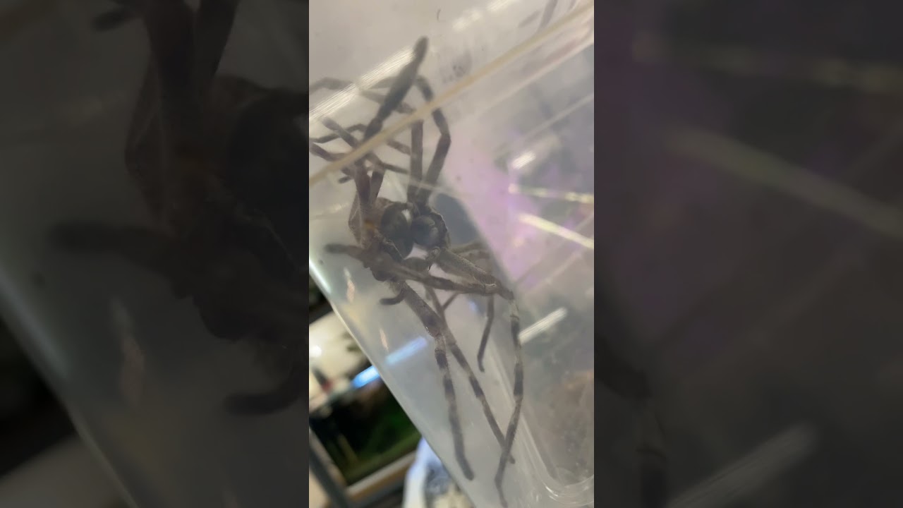 Giant Australian Huntsman spider mating - YouTube