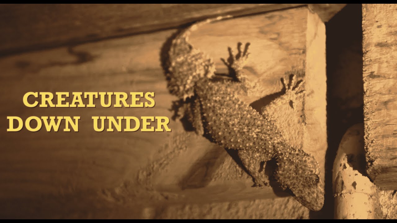 Creatures Down Under (short film) - YouTube