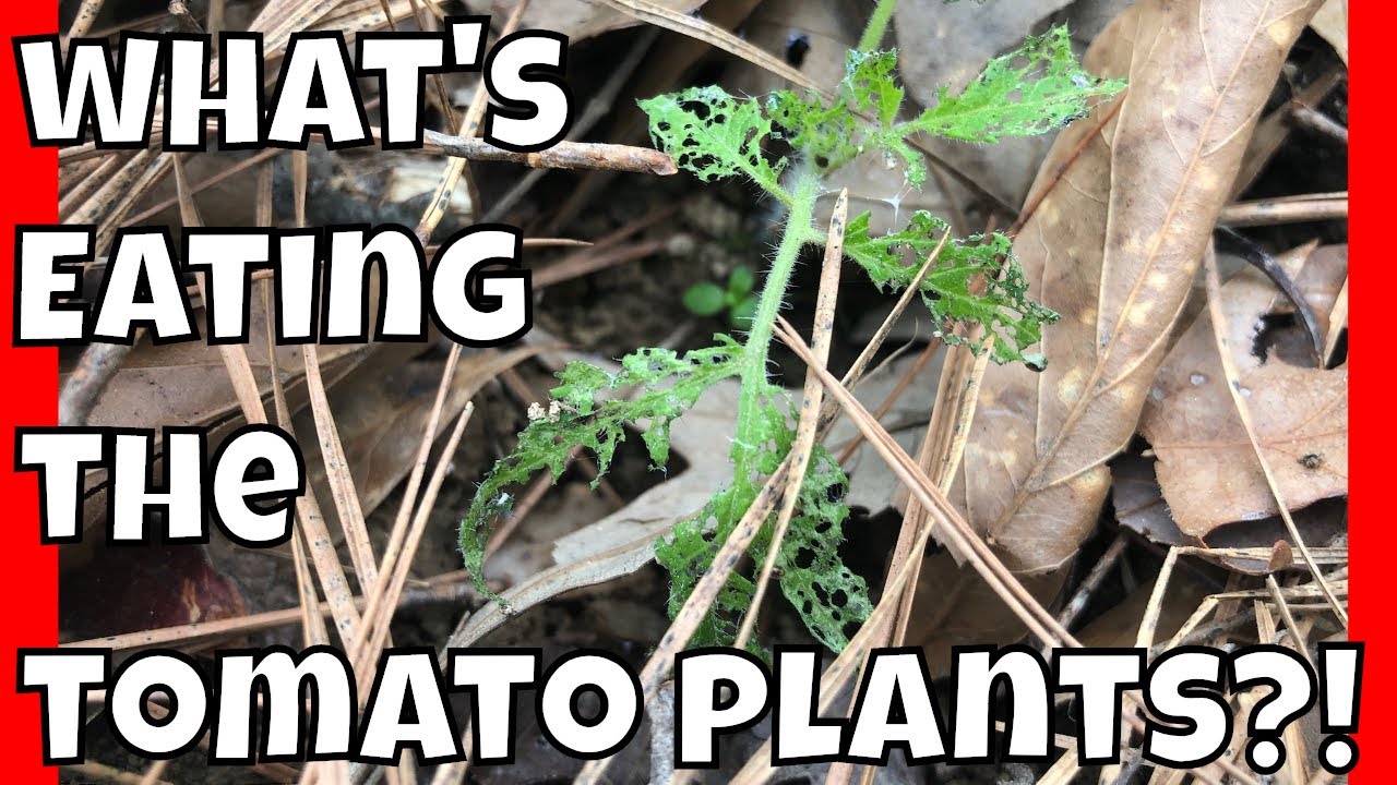 Something is Eating the Tomato Plants at AldermanFarms - YouTube