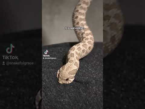Snake Tries to Eat Pants