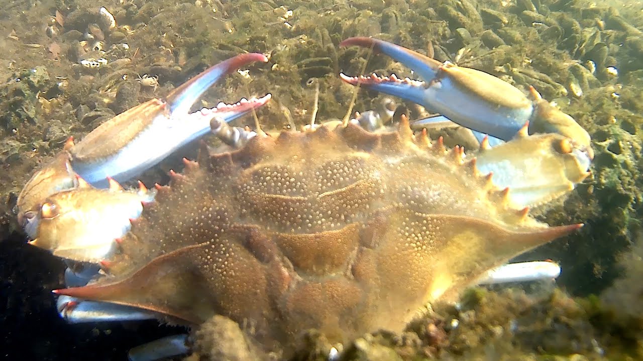 A Crab with Red, White, and Blue filmed on July 4th! - YouTube