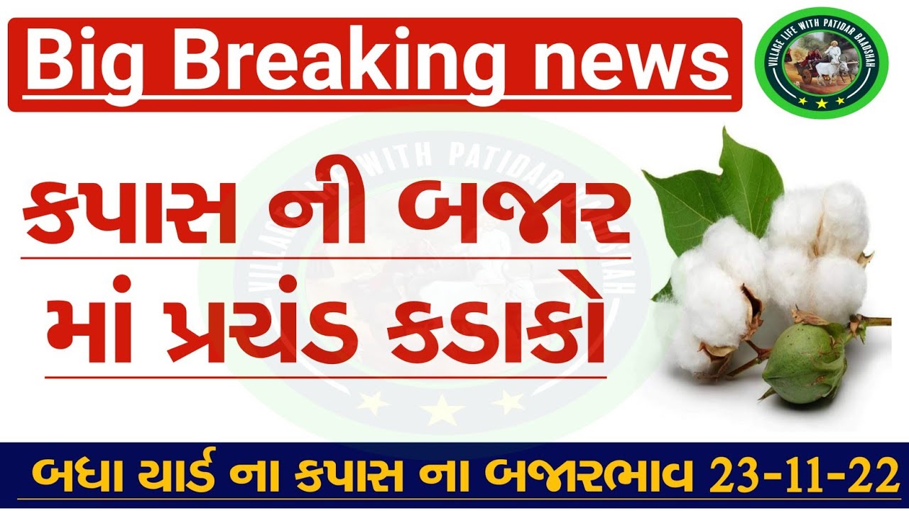 Kapas na bhav | 23-11-2022 | કપાસના ભાવ | Information about cotton crop ...