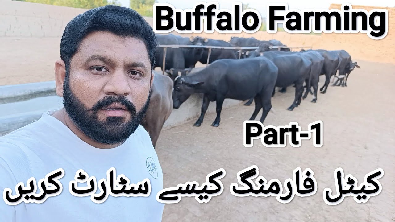 How to start cattle farming,dairy farming,buffalo farming,cow farming ...