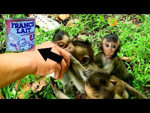 Prepare milk powder for all orphan baby monkeys, Help them to feed but ...