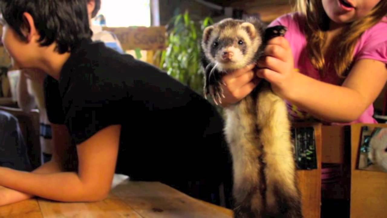 Alison Parker on 'Jake & Jasper' the ferret movie - Part 1 - YouTube