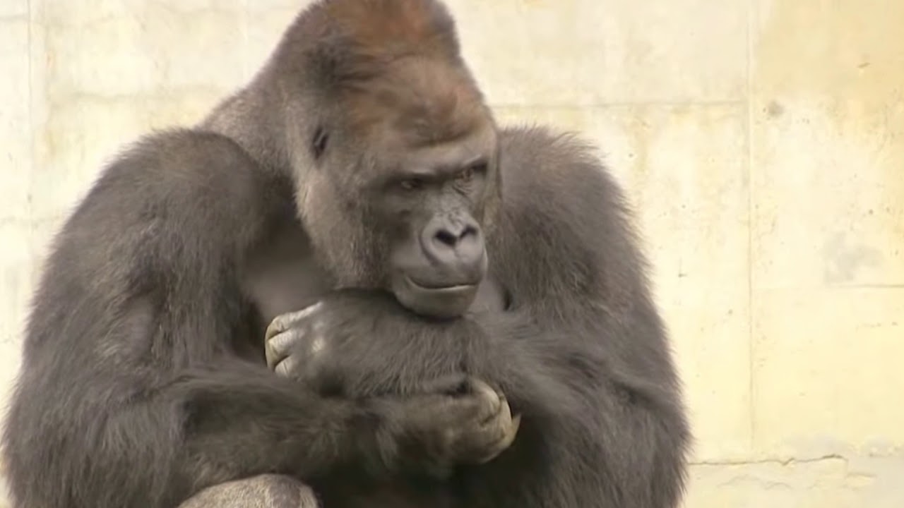 SILVERBACK GORILLA SHOWS OF INCREDIBLE STRENTH TO HIS FAMILY.. - YouTube