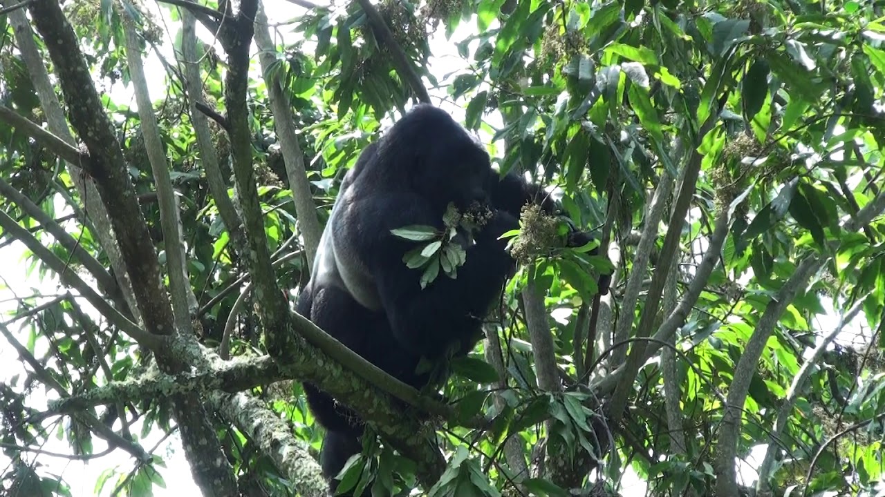 Silverback mountain gorilla breaks branches to eat berries at top of ...