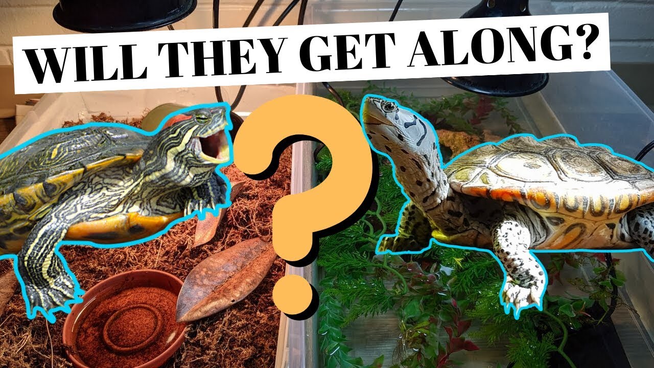 KEEPING TURTLES TOGETHER??? | The Truth - YouTube