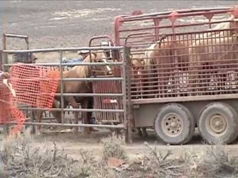 Calico, Soldier Meadow Wild Horse Capture, 1-16-10 - YouTube