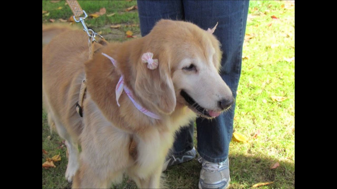 In memory of Penny, Nicole, Maggie, Evan, Xiang Xiang and Gino - YouTube