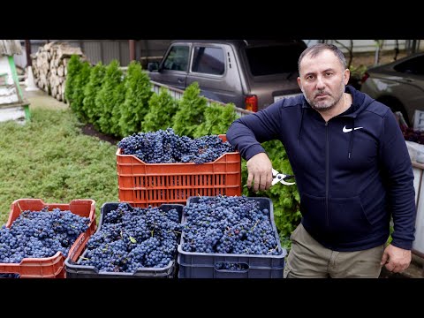 EVDE YETİŞTİRİLEN ÜZÜMLERDEN EV YAPIMI ŞARAP