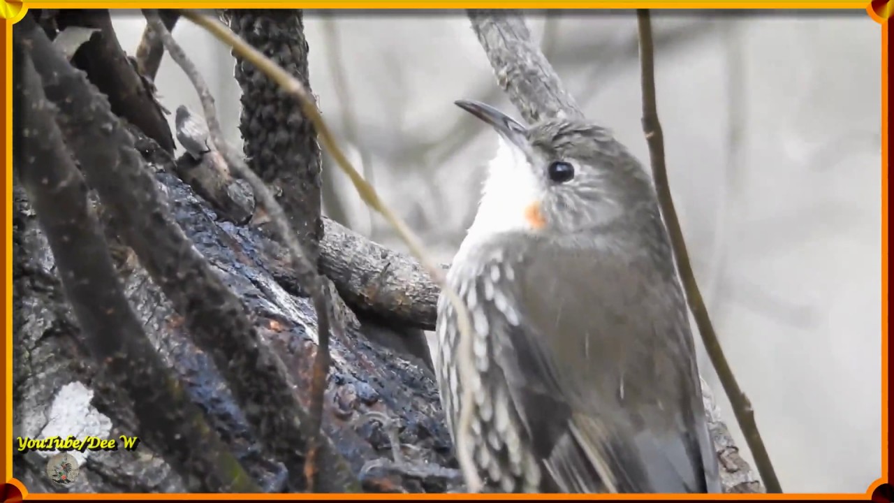 𝐅𝐞𝐦𝐚𝐥𝐞 𝐖𝐡𝐢𝐭𝐞-𝐭𝐡𝐫𝐨𝐚𝐭𝐞𝐝 𝐓𝐫𝐞𝐞𝐜𝐫𝐞𝐞𝐩𝐞𝐫 / 𝐁𝐢𝐫𝐝 𝐖𝐚𝐭𝐜𝐡𝐢𝐧𝐠 𝐢𝐧 𝐌𝐲 𝐁𝐚𝐜𝐤𝐲𝐚𝐫𝐝 - YouTube