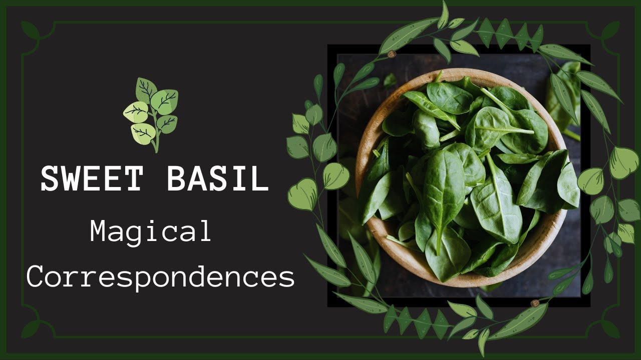 Sweet Basil Correspondences & Uses In Magical Practice | Ocimum ...