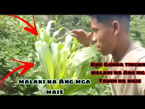 Malapit ng Mamunga Ang mga Tanim na Mais - YouTube
