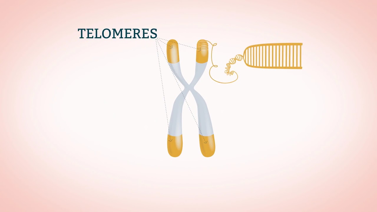 TeloYears Measures Telomere Length - YouTube