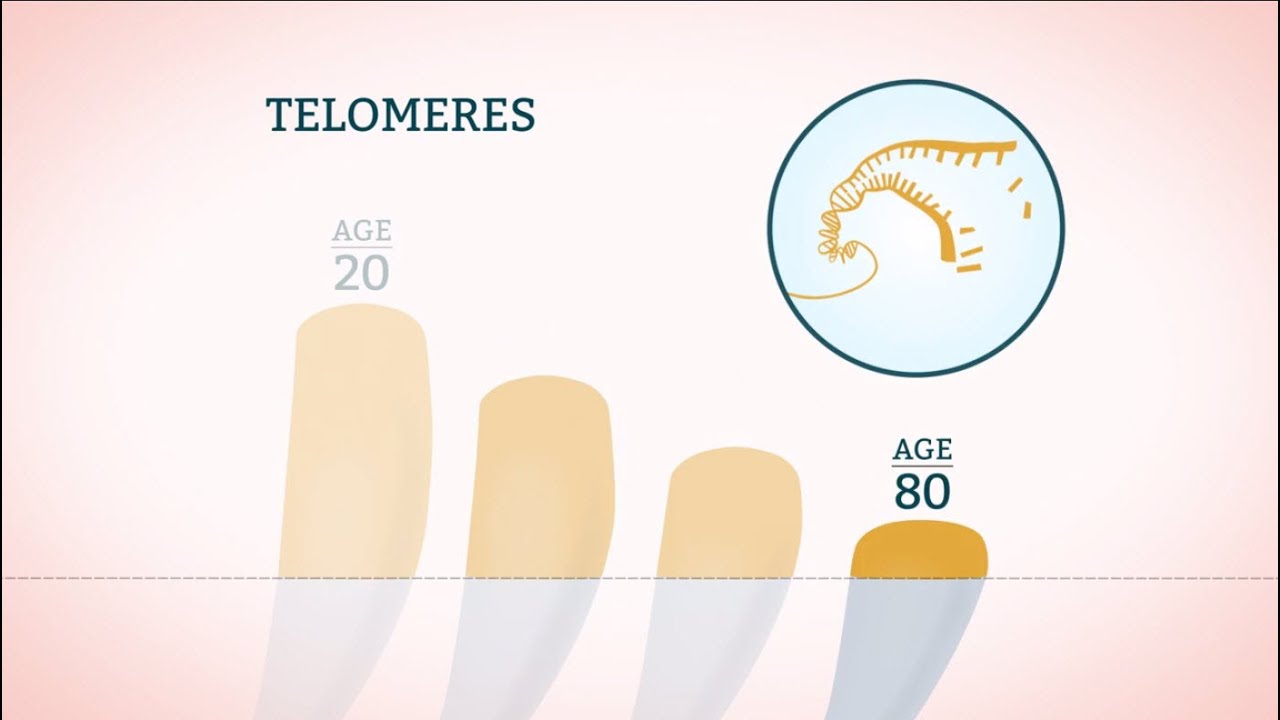 TeloYears Measures Telomere Length - YouTube