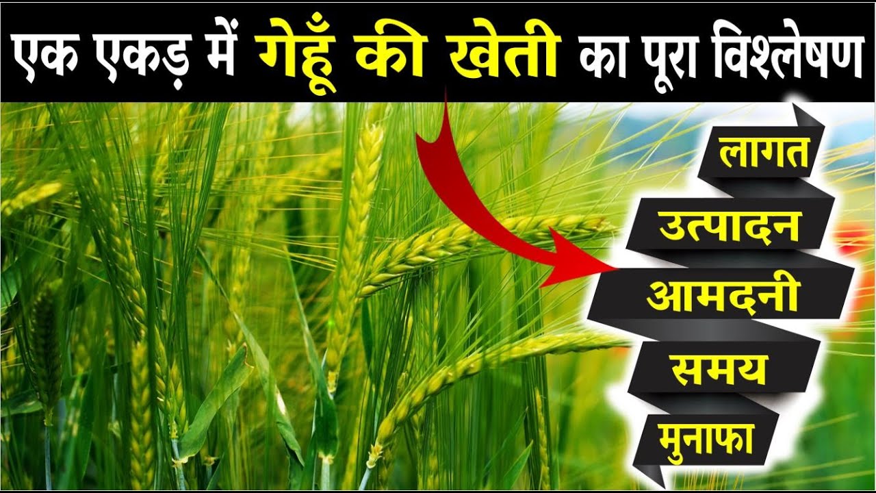 गेहूँ की खेती कब और कैसे करें | Gehu Ki Kheti Kab Aur Kaise Karen ...