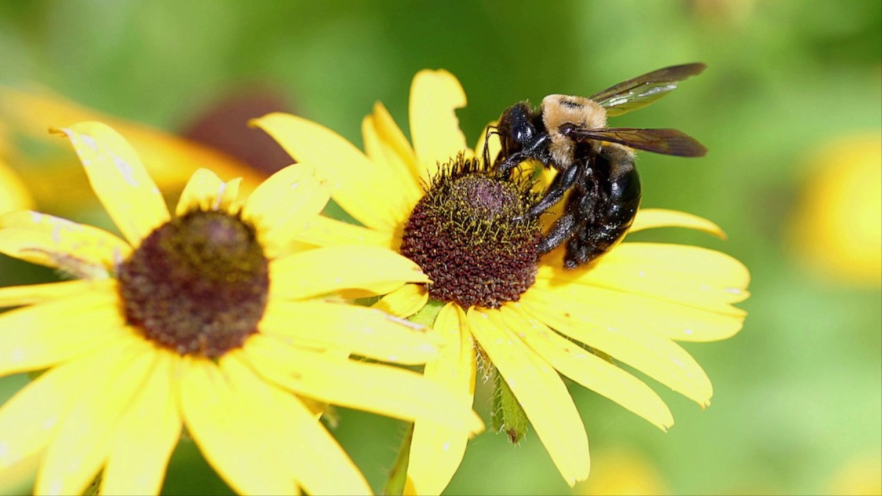 Adultswim bump - Honey sweet bee - YouTube