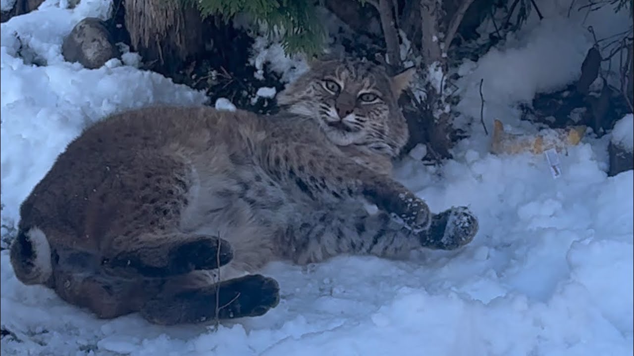 Cutest bobcat playing with a toy in the snow - YouTube