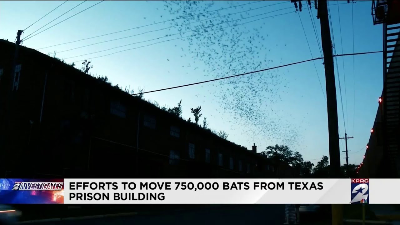 Efforts to move 750,000 bats from Texas prison building - YouTube