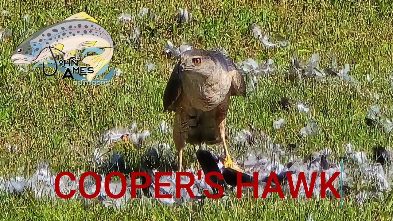 COOPER'S HAWK - YouTube