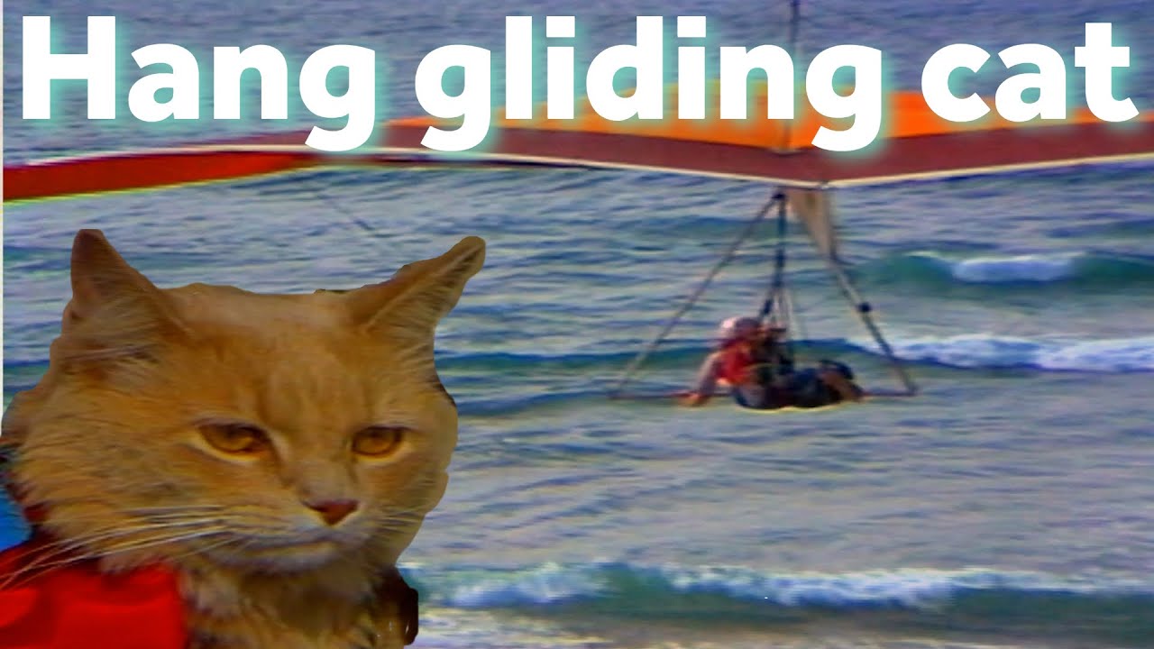 RETRO FIND: Hang-gliding cat soared the skies of Marina in 1981 - YouTube