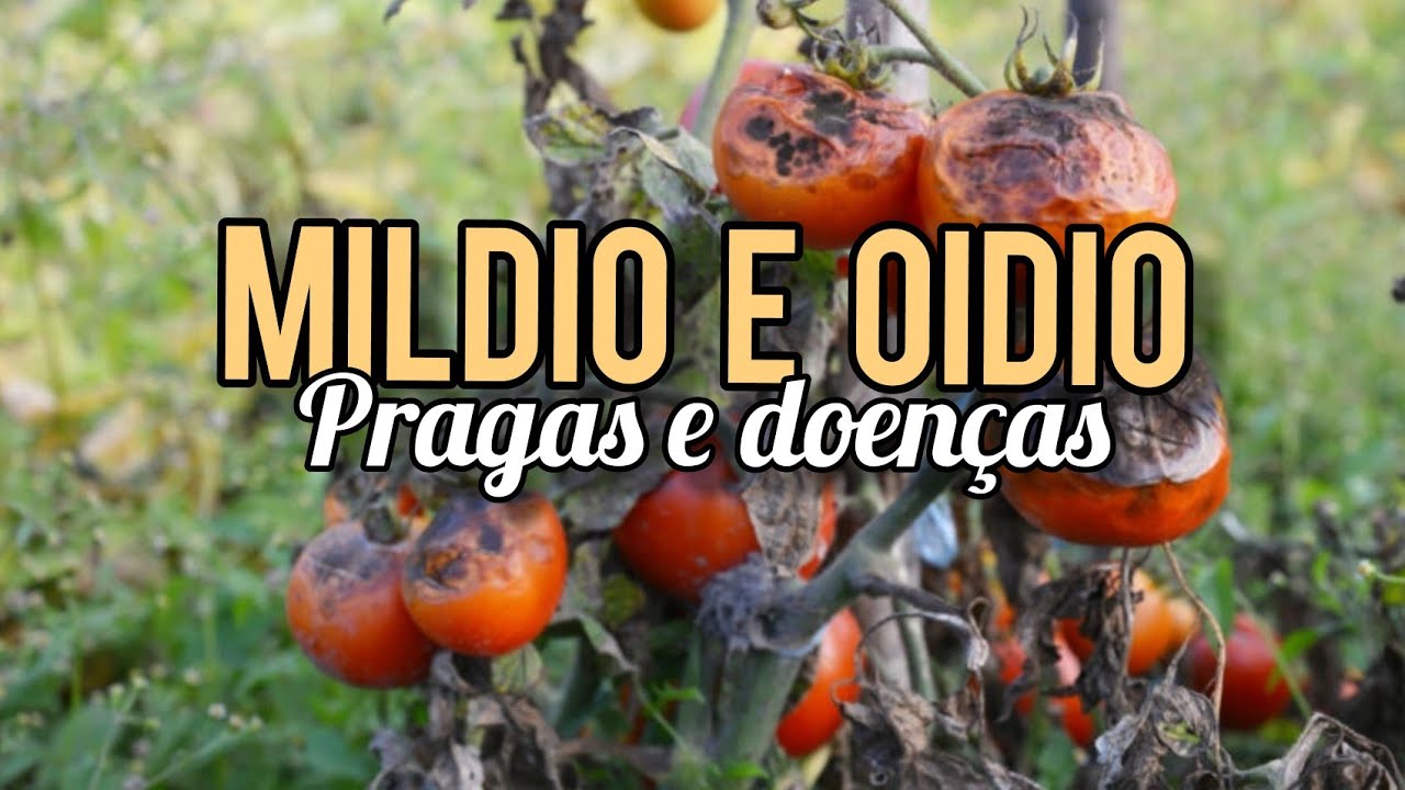 MÍLDIO e OÍDIO no tomateiro - pragas e doenças | Como plantar tomate ...