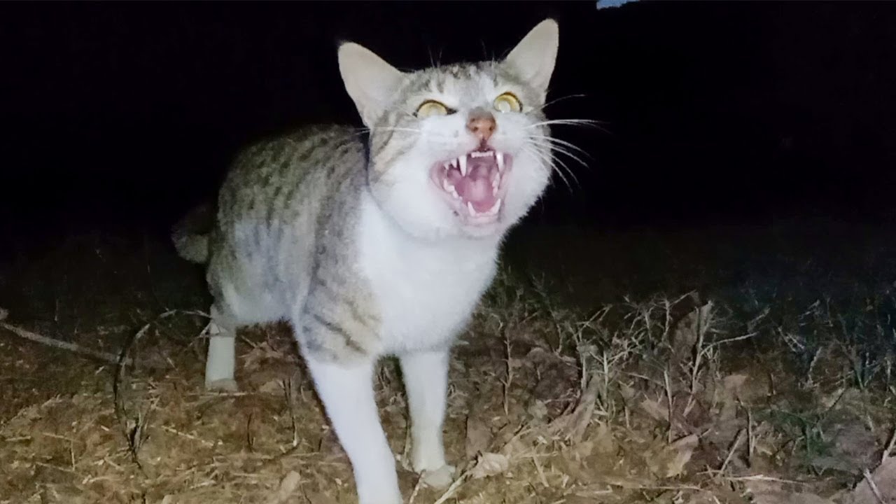 Angry Stray Cats Asking For Food By Staring - YouTube