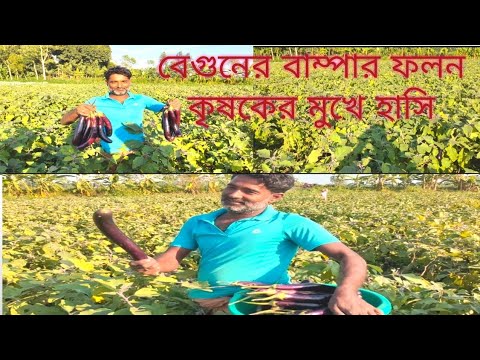 বেগুনের অধিক ফলন হওয়ায় কৃষক খুশি || মানিকগঞ্জ || Polash Vlogs PC. - YouTube