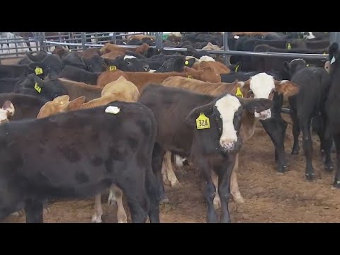 Activities at Williamson County Fair & Rodeo | FOX 7 Austin - YouTube