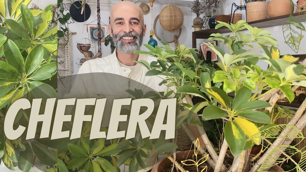 Cheflera- aprenda a podar, tirar mudas, regar, adubar e escolher o ...