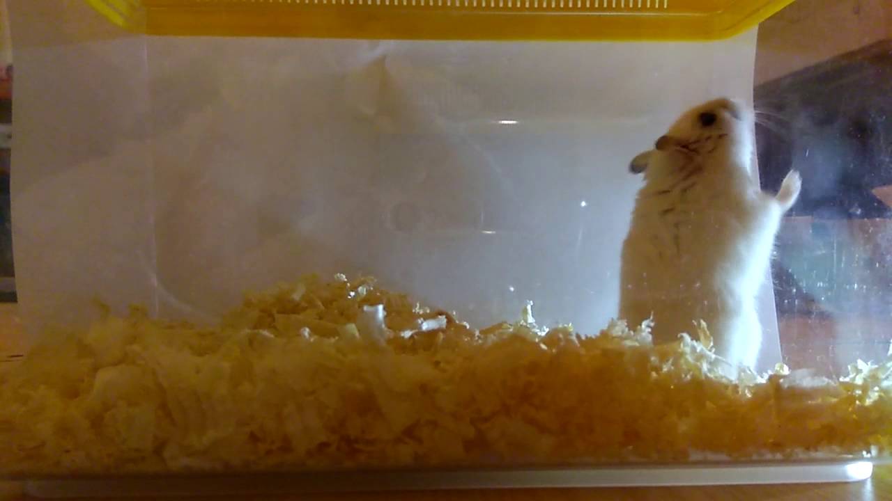 Dwarf Hamster: Snowball - timelapse - YouTube