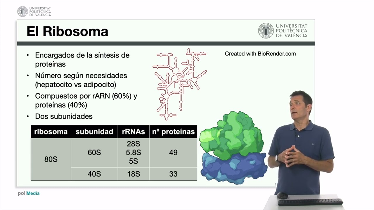Ribosomas Que Es Respuesta A @shots_de_biofisica Ribosomas. En Este