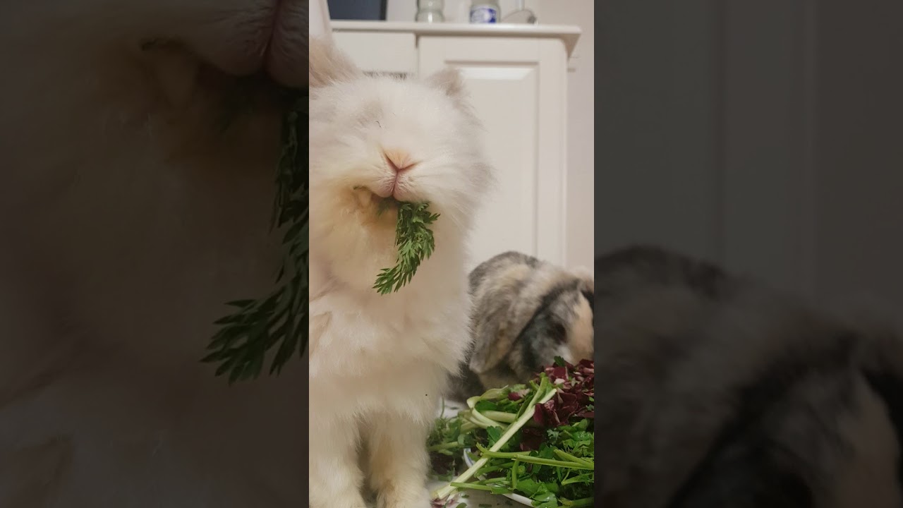 Rabbit eating successfully - YouTube