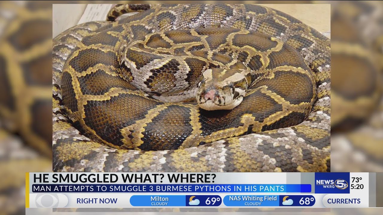 Man smuggles snakes in his pants - YouTube