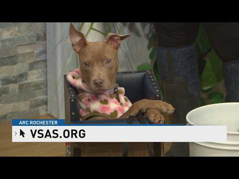 ROC's Top Pet/Gut Health Month